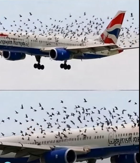 The pilot’s emotional reaction when he discovered why birds were flying ...